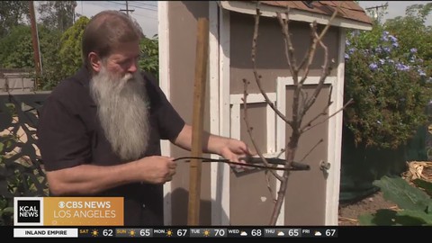 Staking trees properly: In the Garden | Haystack News