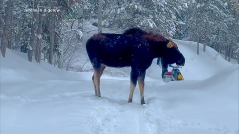 Family survives close encounter with moose | Haystack News