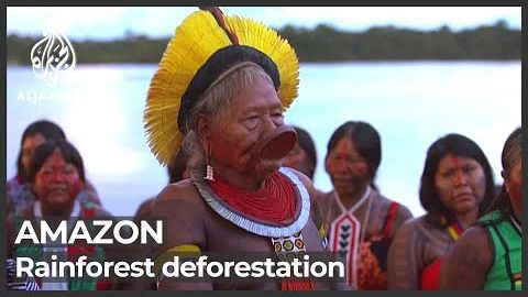Deforestation in Brazil Amazon rainforest soars 67 percent | Haystack News