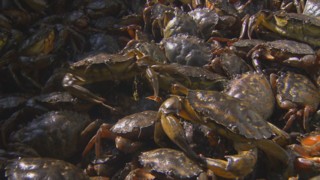US crab invasion: Green crustaceans threaten New England clam industry ...