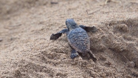 This New Sea Turtle Nest Monitoring Device Could Help Humanity Better ...