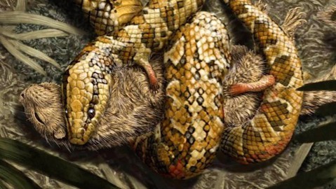 This Snake Ancestor Is So Cool That It Traps Their Prey with Four Tiny ...