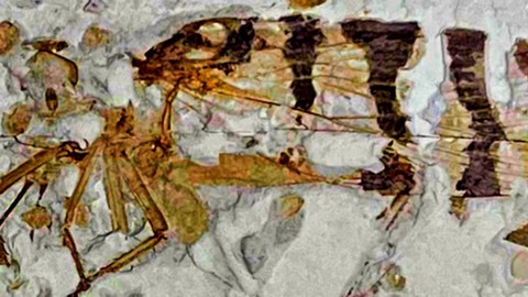 Insect Fossils Actually Retain the Preserved Color Patterns of the Long ...