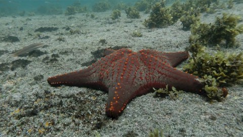 Scientists Outline Why Thousands of Starfish Are Turning to Goo ...