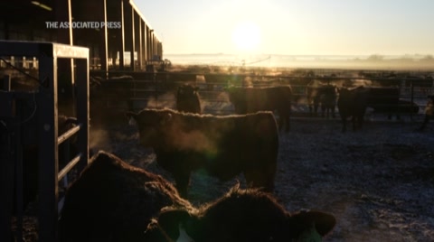 U.S. Protein Problem Beef Research | Haystack News