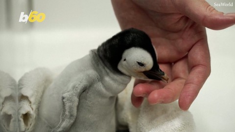 Rare Emperor Penguin Makes Her Debut Into the World | Haystack News