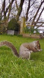 Perhaps the Most Adorable Squirrel Footage You’ll Ever See | Haystack News