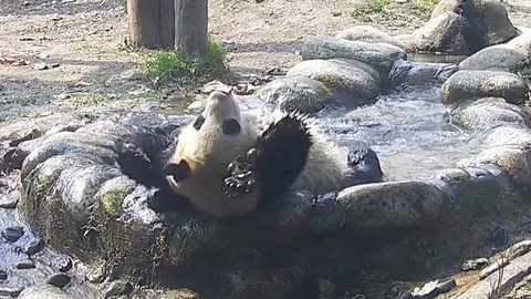 Watch This Frisky Panda Doing Aqua Yoga During Bath Exhilaration ...