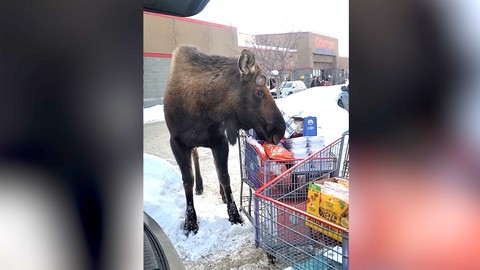 Must See! Costco Shopper Has Close Encounter With a Hungry Moose ...