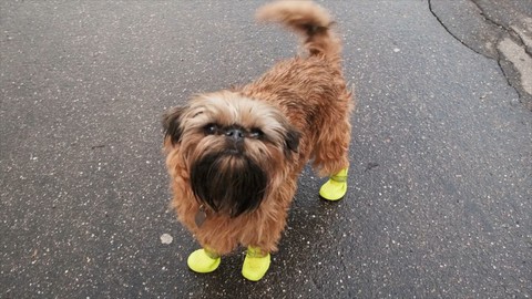 Rude Behaviors to Avoid With Other People’s Pets | Haystack News