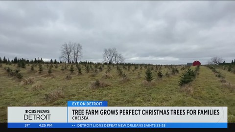 Family-owned Christmas tree farm near Ann Arbor enters 32nd season ...