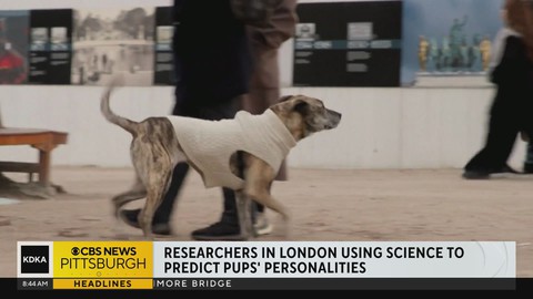 Researchers using science to predict dogs' personalities | Haystack News