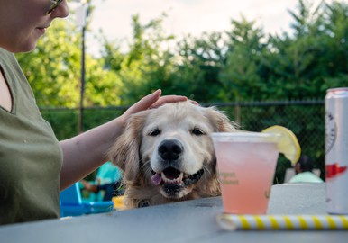 Creating a Dog-Friendly Tailgate With Bark Social | Haystack News