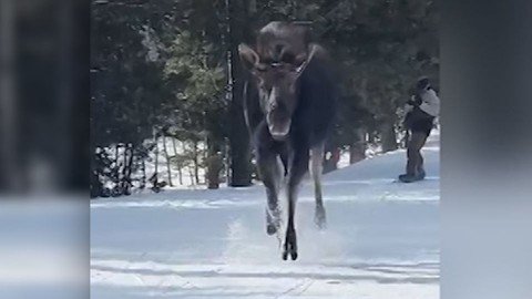 Skier records moose chasing him down ski slope | Haystack News