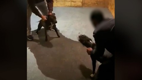 Inside the underground world of dog fighting | Haystack News