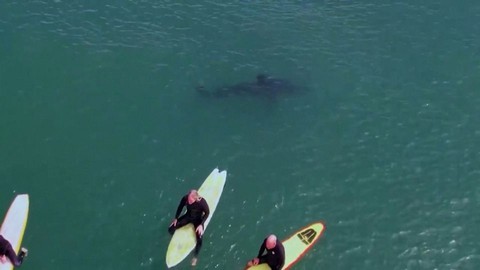 Drone footage shows great white shark swimming near surfers | Haystack News