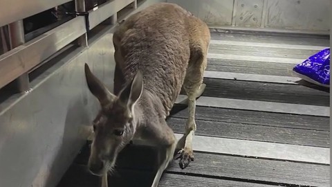 Kangaroo on the loose in apartment building | Haystack News