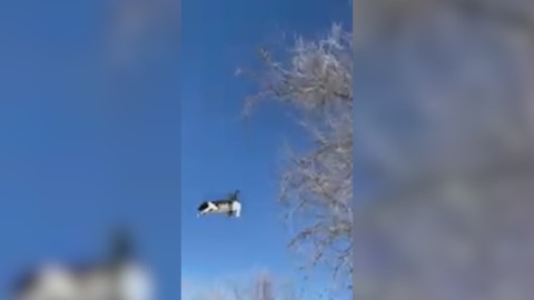 Denver man uses professional tree-climbing skills to rescue cats stuck ...