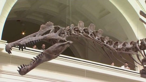 Spinosaurus exhibit debuts at Field Museum, featuring largest meat ...