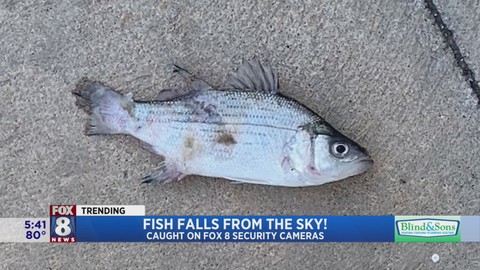 Fish 'fell out of the sky' into FOX 8 parking lot | Haystack News