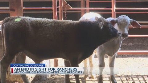 Cattle auction prices boom due to 2022 drought | Haystack News