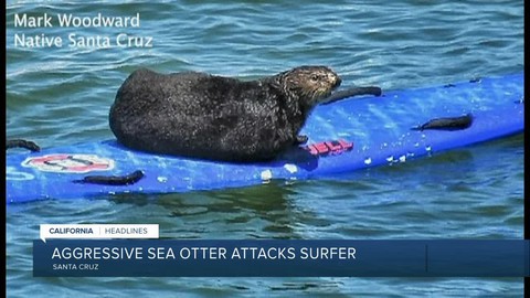 Aggressive sea otter attacks surfer in Santa Cruz | Haystack News