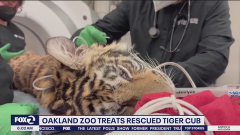 Injured tiger brought to Oakland Zoo | Haystack News