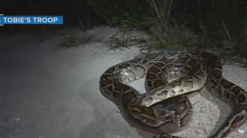 Python invasion exploding out of Florida Everglades | Haystack News