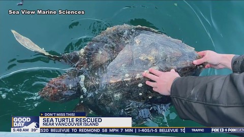 RARE: Sea Turtle spotted swimming in cold Canadian waters | Haystack News