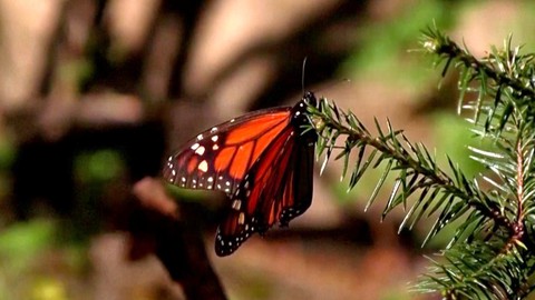 Monarch Butterflies Are Disappearing at an Unprecedented Rate ...