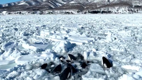 Entire Pod of Orcas Are Trapped in an Ice Drift Off the Coast of Japan ...