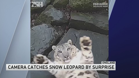 A camera catches a snow leopard by surprise! | Haystack News
