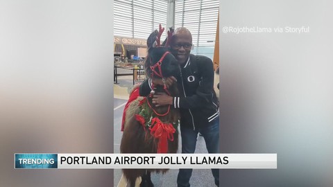 don't travel without your emotional support llama | Haystack News